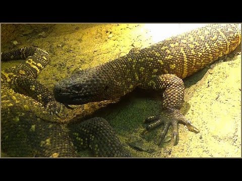 Heloderma horridum exasperatum - Bogert & Martín del Campo, 1956 ...