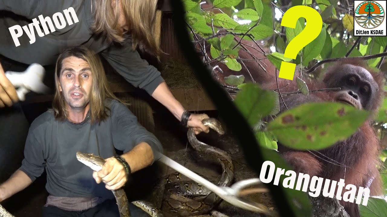 L'orang-outan et le PYTHON - YouTube