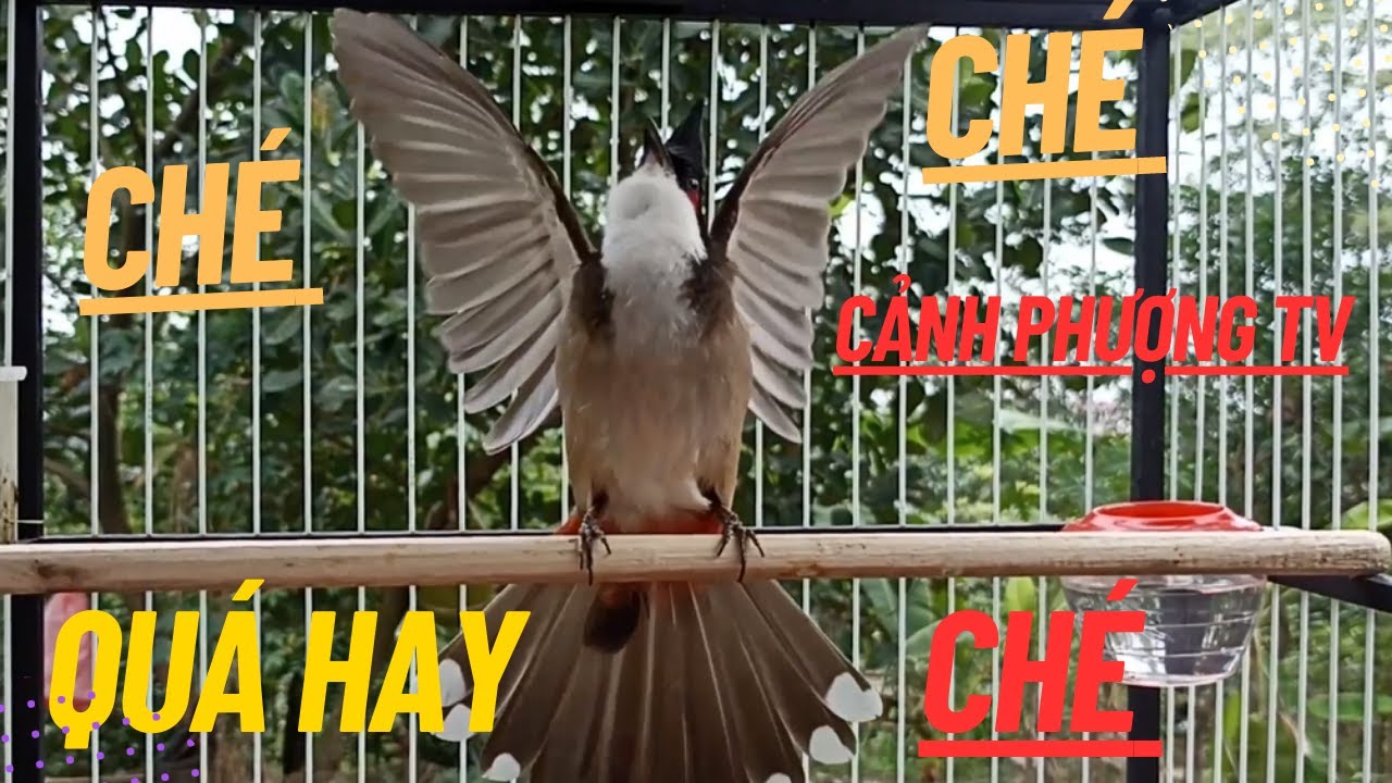 Kích Chào Mào Hót Ché |Kích chào mào hót đấu.Luyện giọng hay ép bổi sổ ...