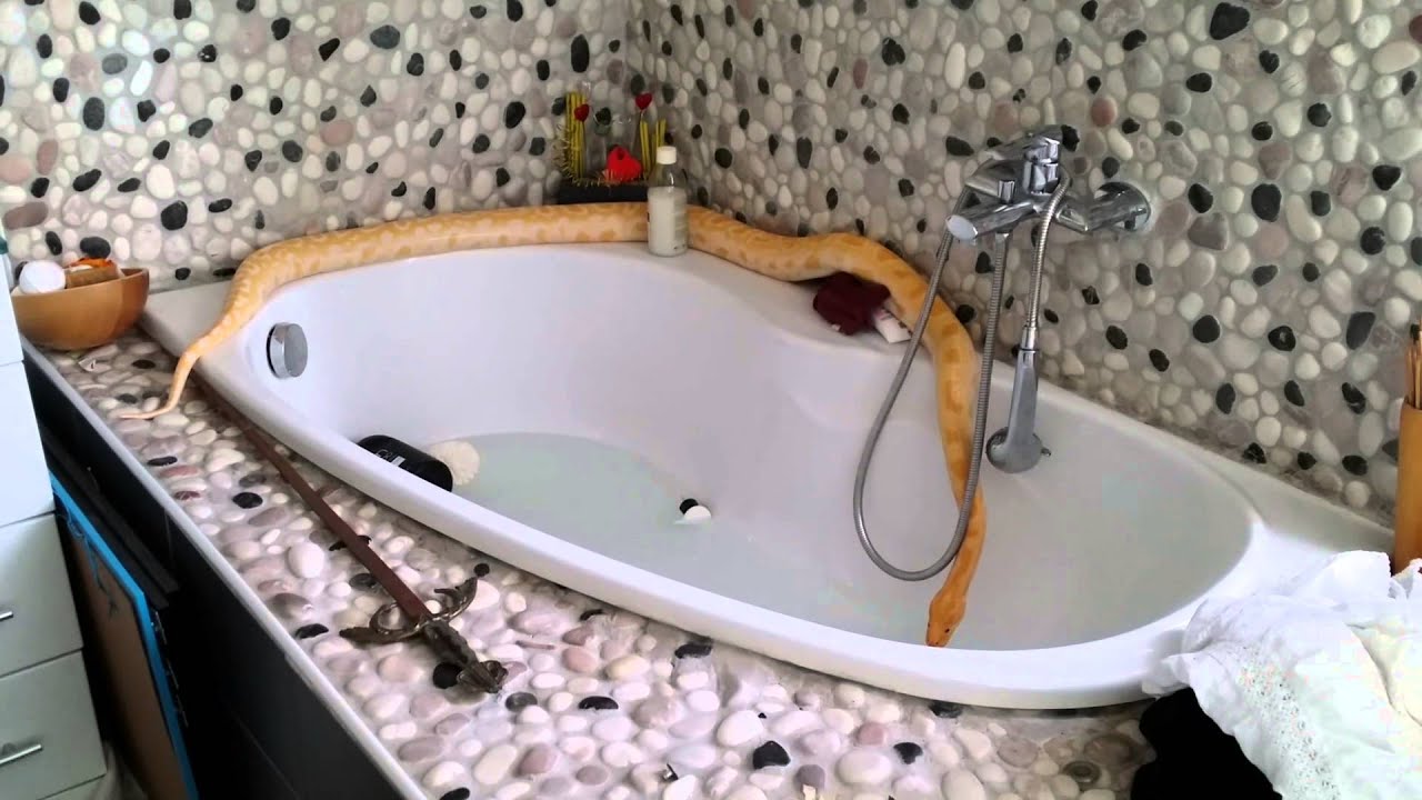 Nikita python molure piscine - YouTube