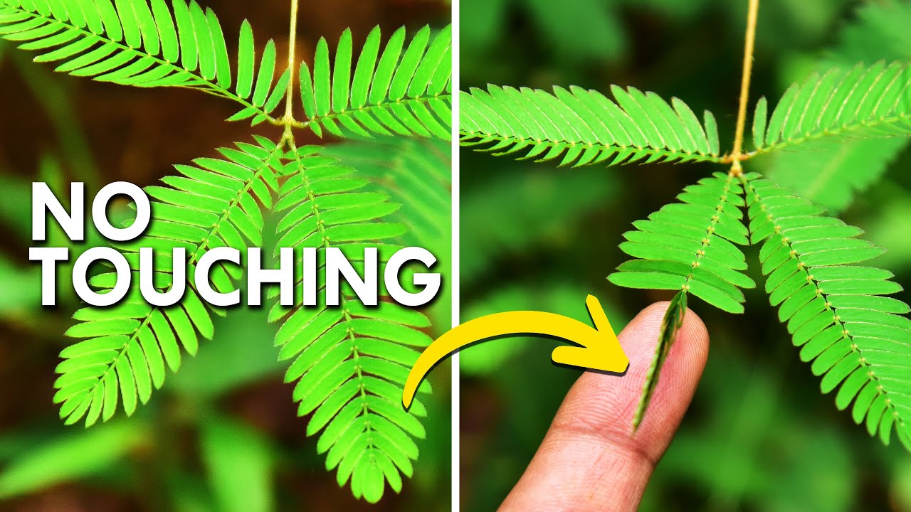 Shame Plant: This Plant Is Socially Awkward - YouTube