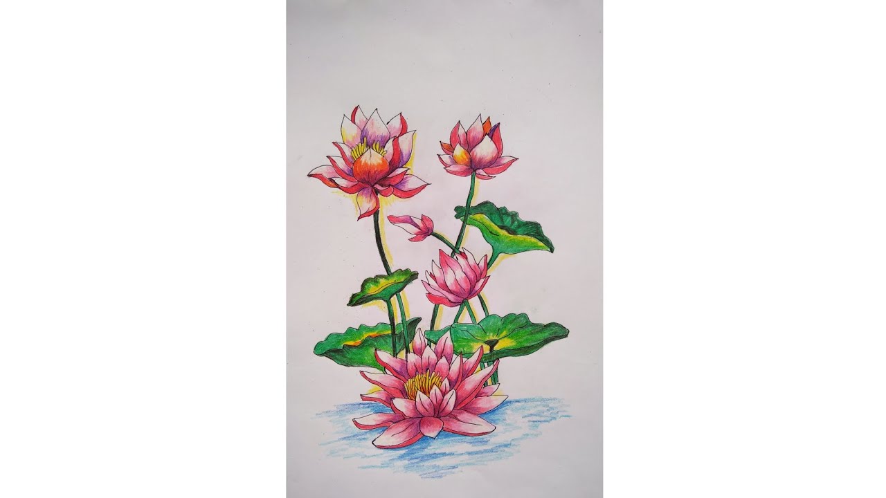 Butiful Lotus drowing//drow with pancil colower // - YouTube