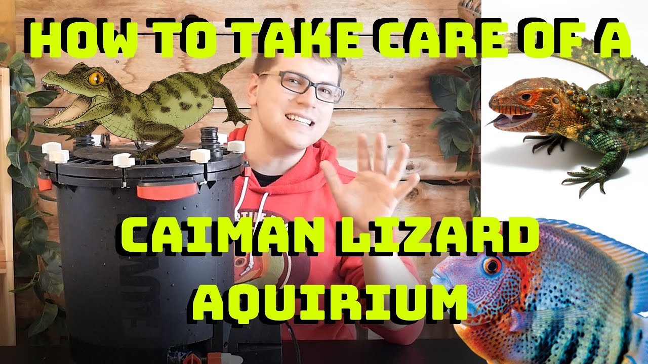 Keep A Reptile Aquarium and Water Filter for Caiman Lizards - YouTube