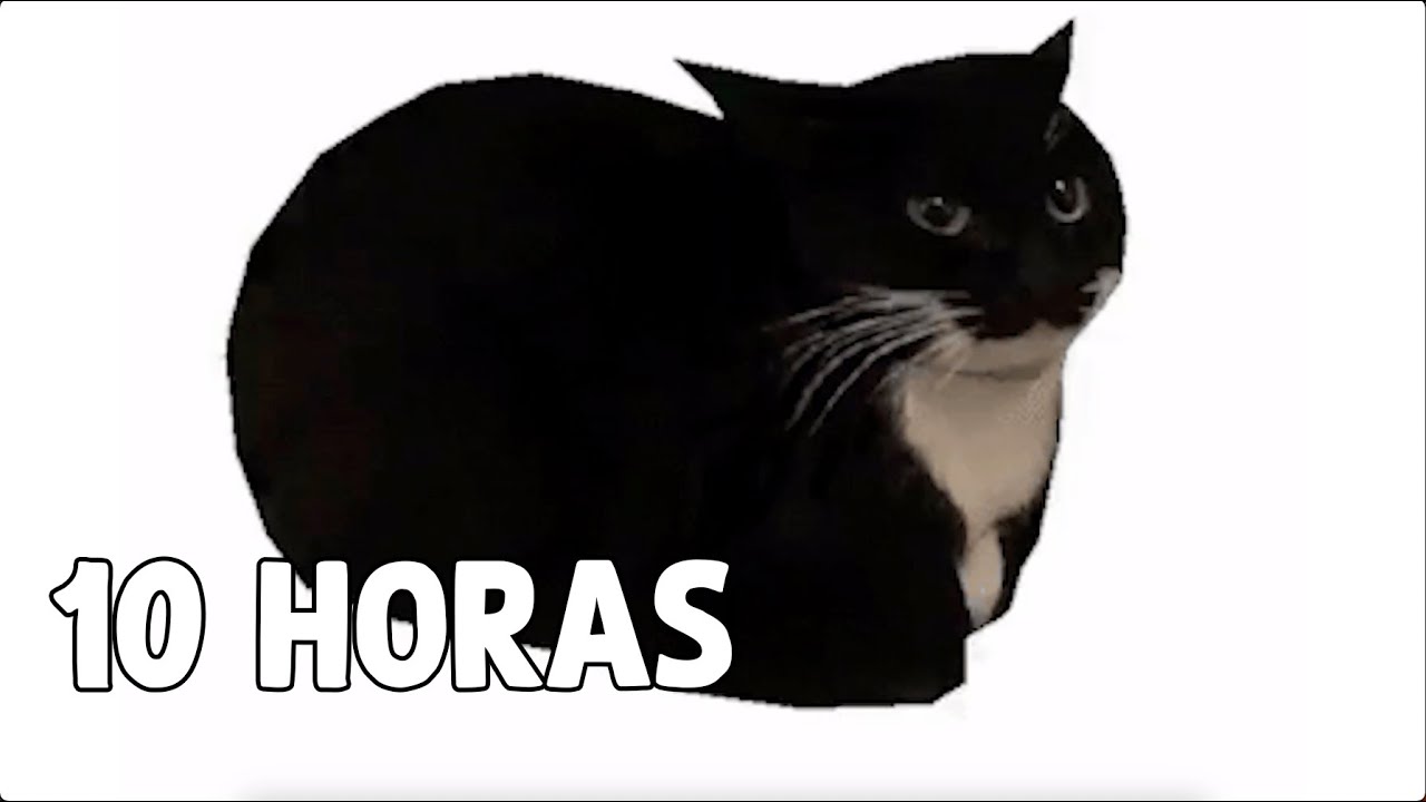 Gato girando durante 10 Horas - YouTube