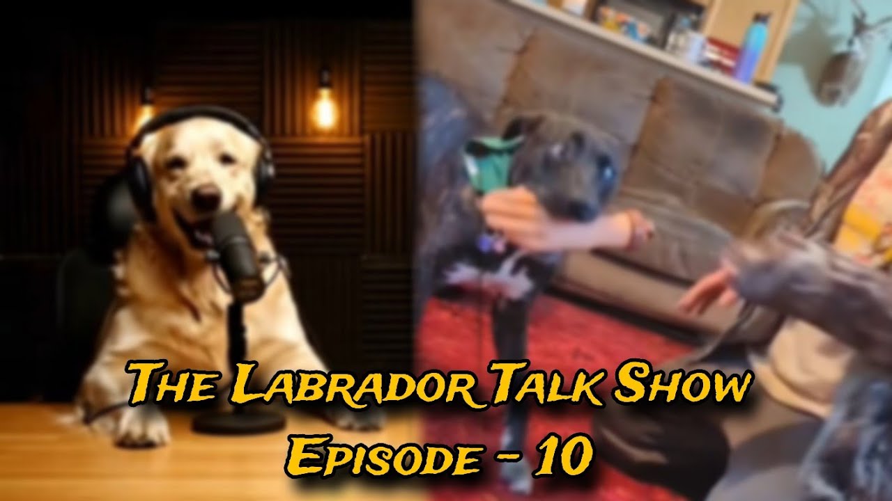 “The Labrador Talk Show” | “Dogs Being Hilarious – The Funniest Dog ...