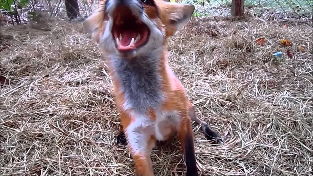 Fox go Floing - YouTube