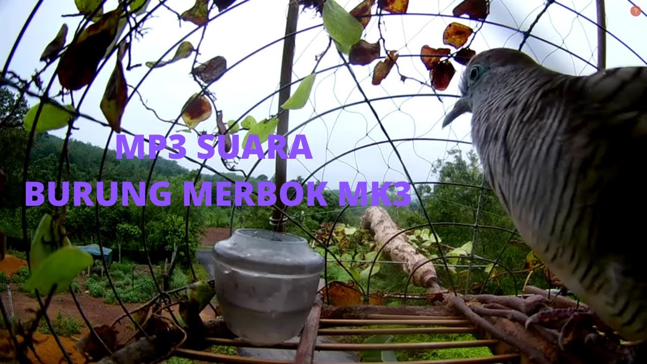 suara mp3 burung merbok anak mk3 - YouTube