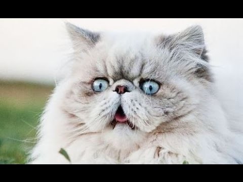 Best Funny Cats Fails Compilation Part 2 | Funny Cat Videos 2015 - Funny Pets, Funny Animals