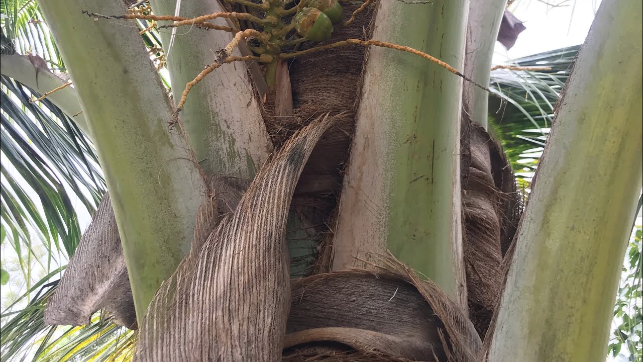 Coconut Tree । copper rod - YouTube