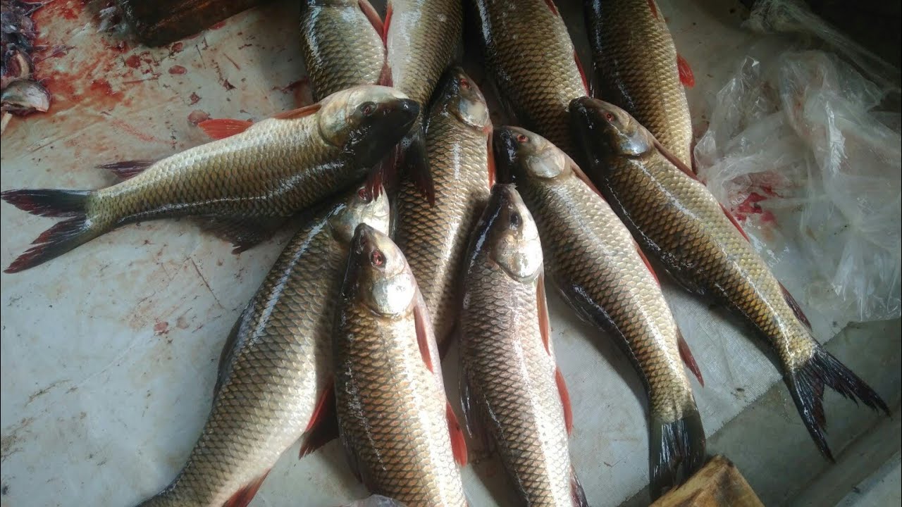 Fish cutting skills live in fish market 🐟 Fish cutting - YouTube