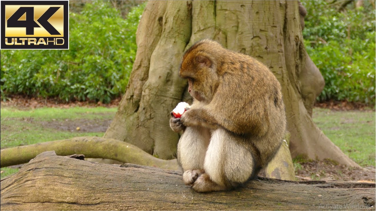 Ape Monkey Primitive | No Copyright Videos - YouTube