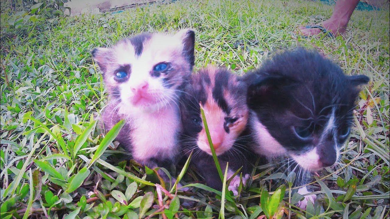 PERTUMBUHAN ANAK KUCING VI - YouTube