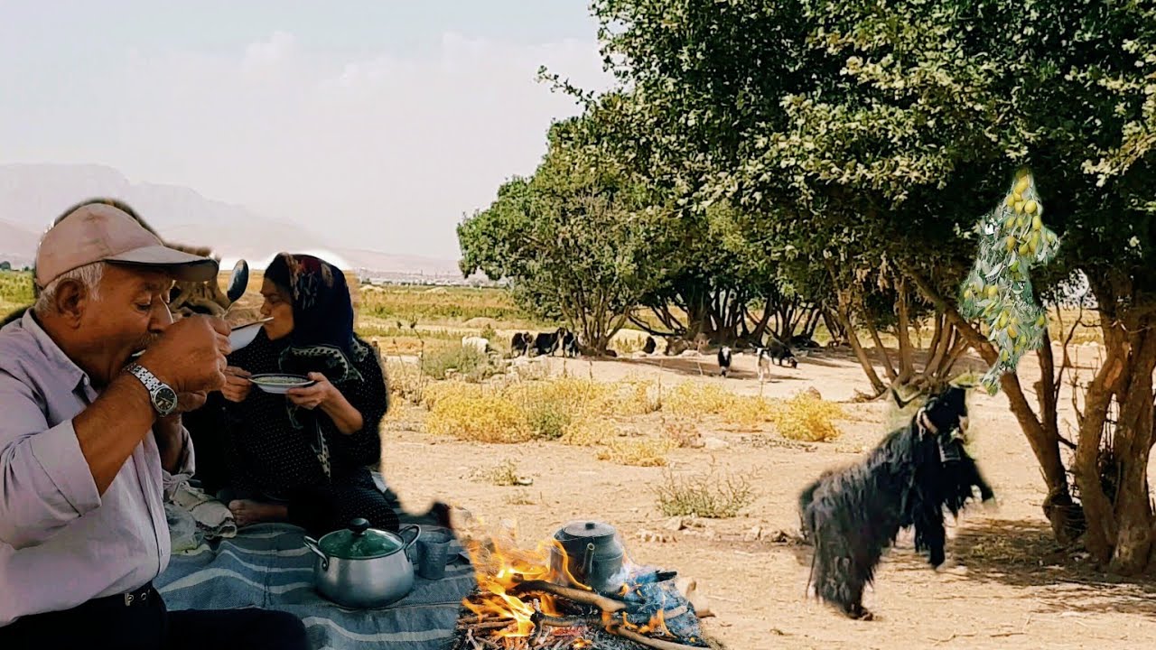 harvesting oleaster with a rural touch:get rid of osteoporosis with the ...