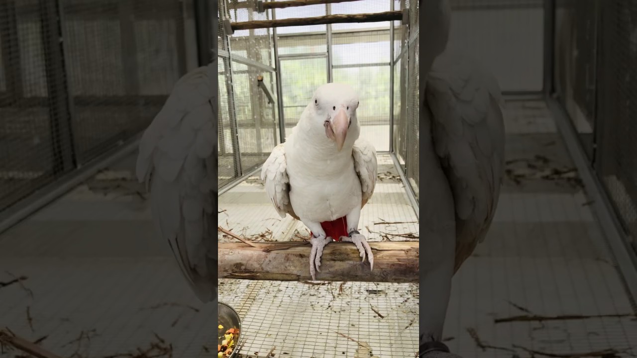 Rarest African Grey Parrot albino mutation - YouTube