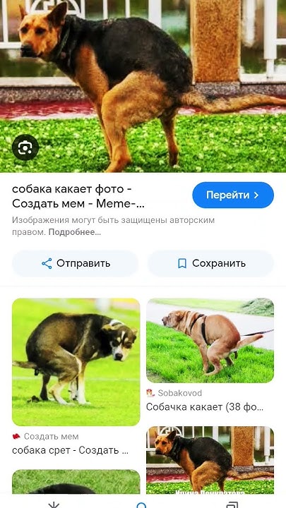 собака писала, собака какала, собака села и заплакала - YouTube