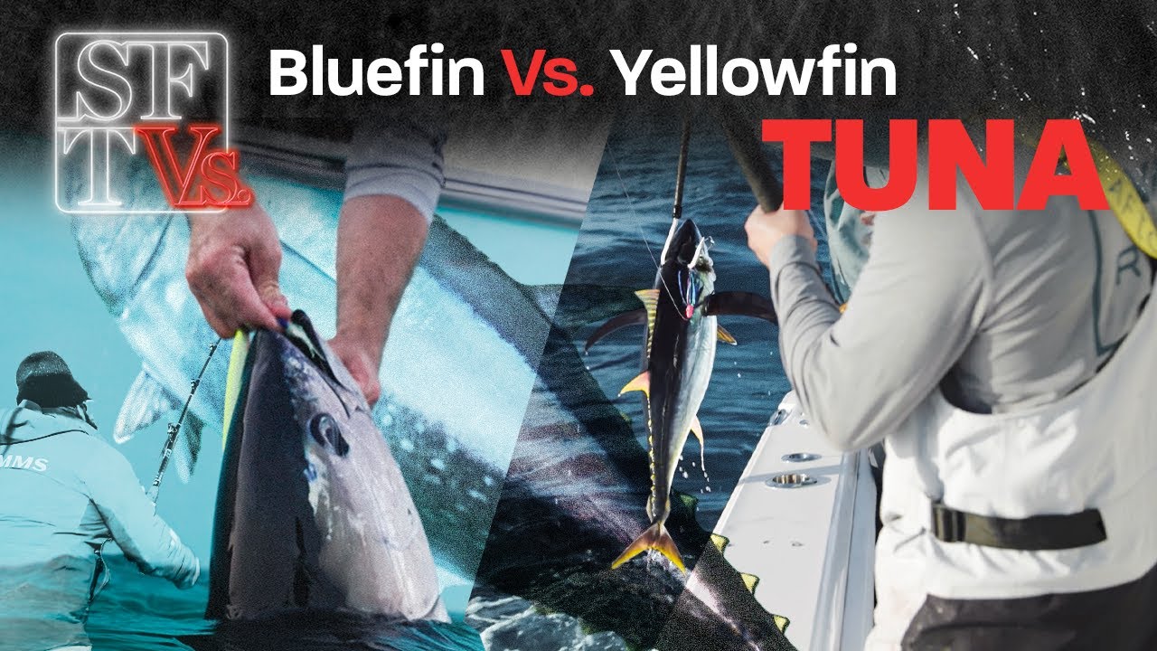 Tuna: Bluefin vs. Yellowfin - YouTube