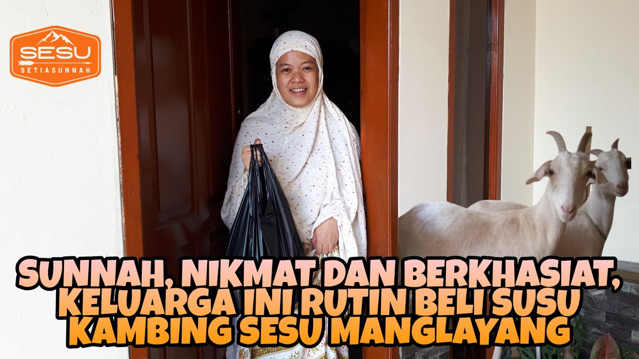 TERBUKTI KHASIAT SUSU KAMBING !! keluarga ini rutin minum || setia ...