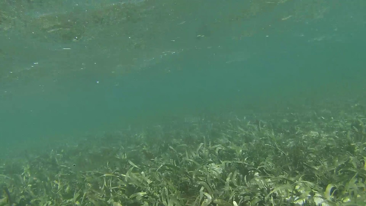 Pasto marino, Laboratorio Marino Punta Galeta, Smithsonian - YouTube