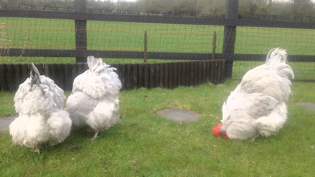 LAVENDER CUCKOO LARGE FOWL ORPINGTON- - YouTube