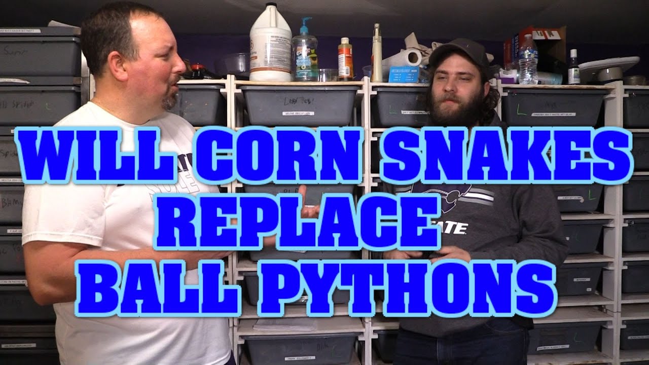 Ok, CORN SNAKES have to be able to replace ball pythons, right? I mean everyone loves corn ...