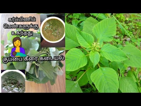 குப்பை கீரை கடையல்/ kuppai keerai kadaiyal/ healthy spinach for ...