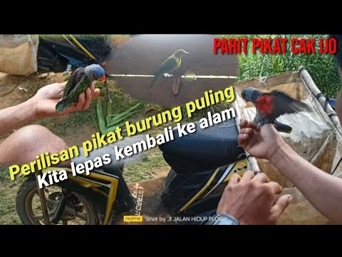 Burung cak ijo parit pikat paling gacor//melepas pikat burung puling ...