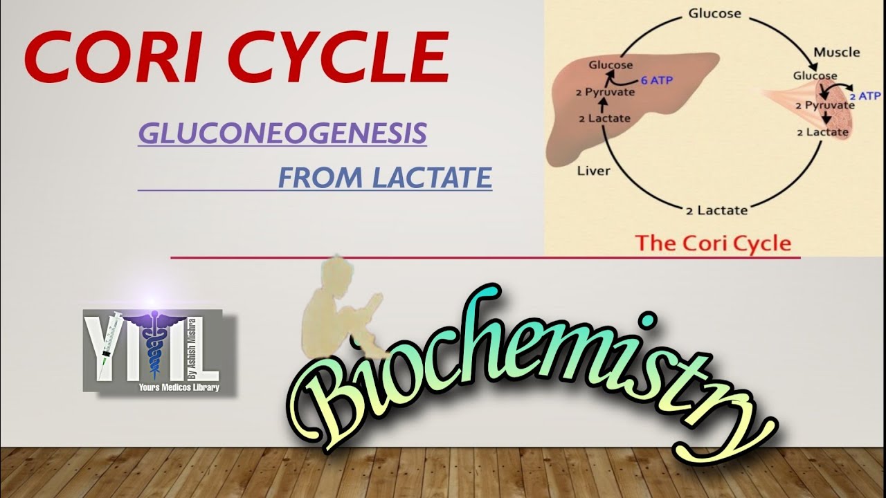 CORI CYCLE — Gluconeogenesis from lactate - YouTube