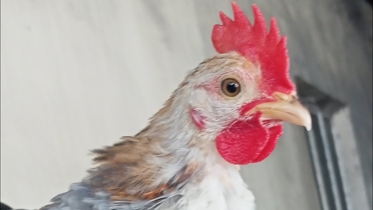 Feeding a chicken serama/calb chicken #chicken #farm #animals #farmlife ...