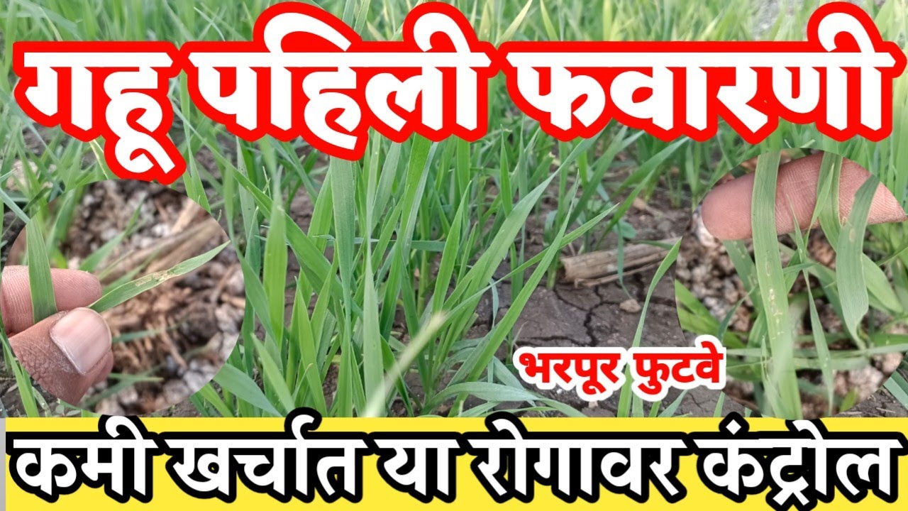 गहू पीक वरती पहिली फवारणी कोणते करावी | Gheu Pik Pahili Favarni | गहू ...