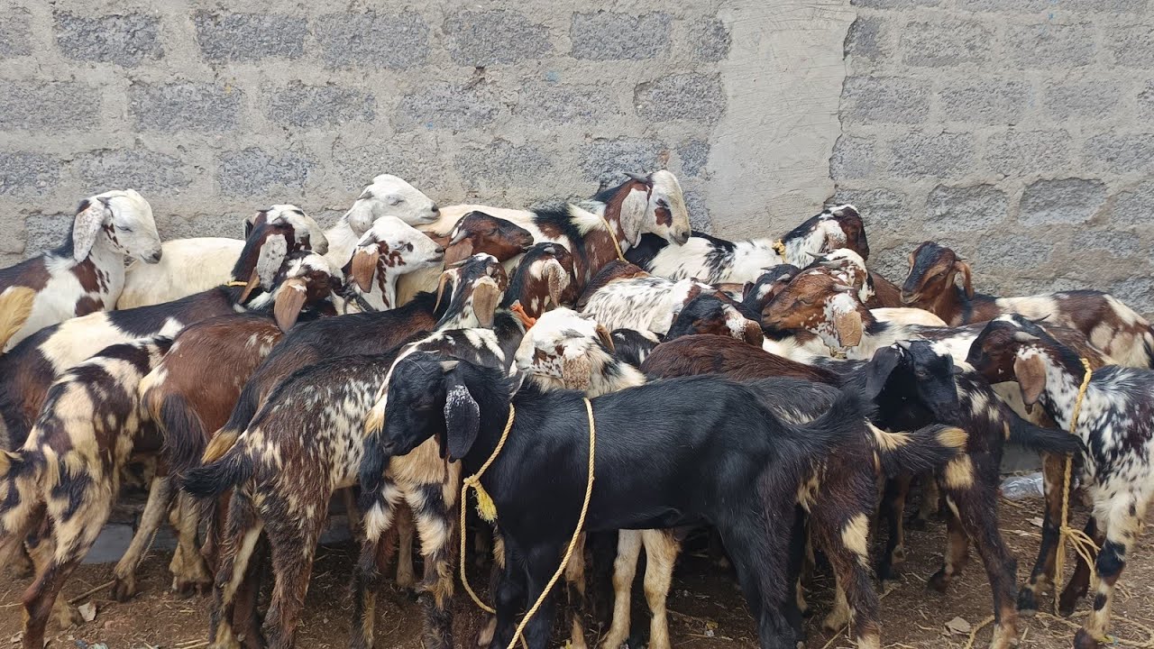 guntur nallapadu male goat kids | guntur nallapadu sheep and goat ...
