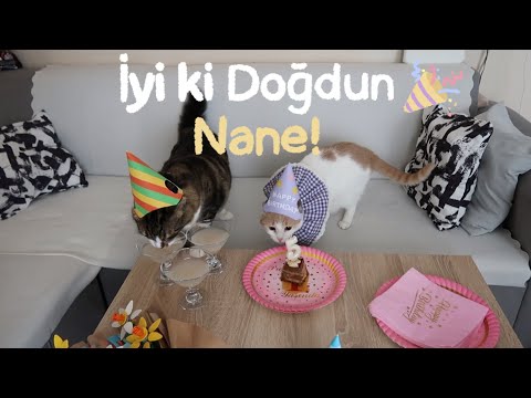 KEDİMİN YAŞ GÜNÜ PARTİSİ | Nane 5 Yaşında! ❤️