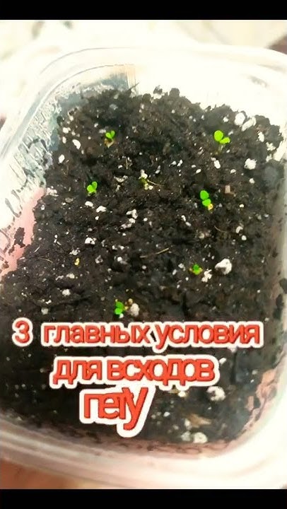 Выращивание ПЕТУНИИ 3 главных условия после всходов shorts - YouTube