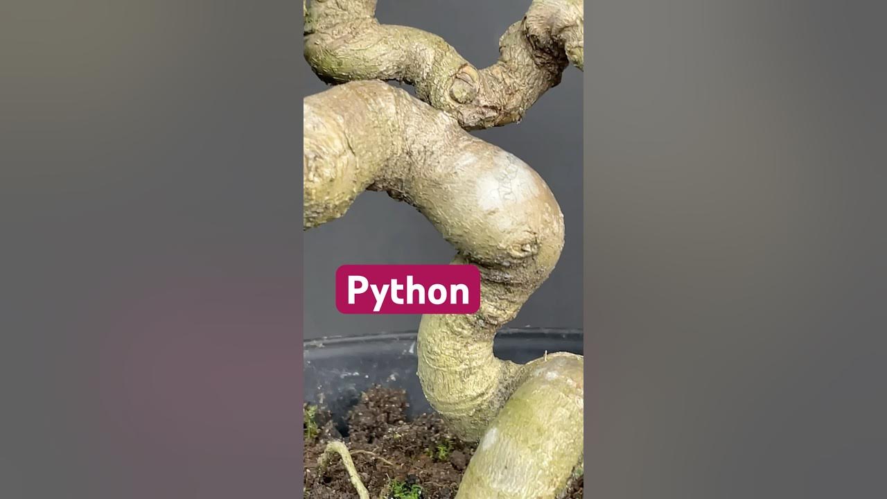 Making a Bonsai Tree Like a Python - YouTube