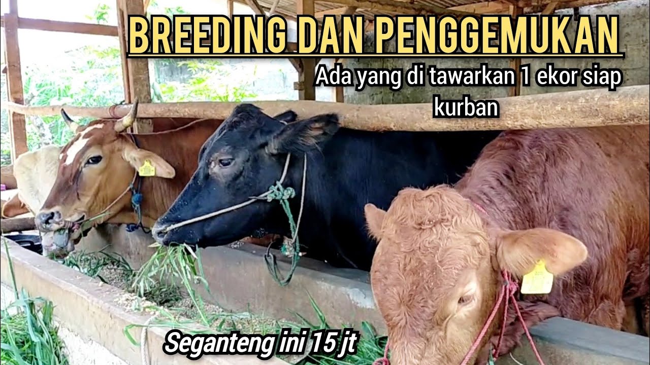 Breeding sapi dan penggemukan 1 ekor sapi siap kurban di tawarkan - YouTube