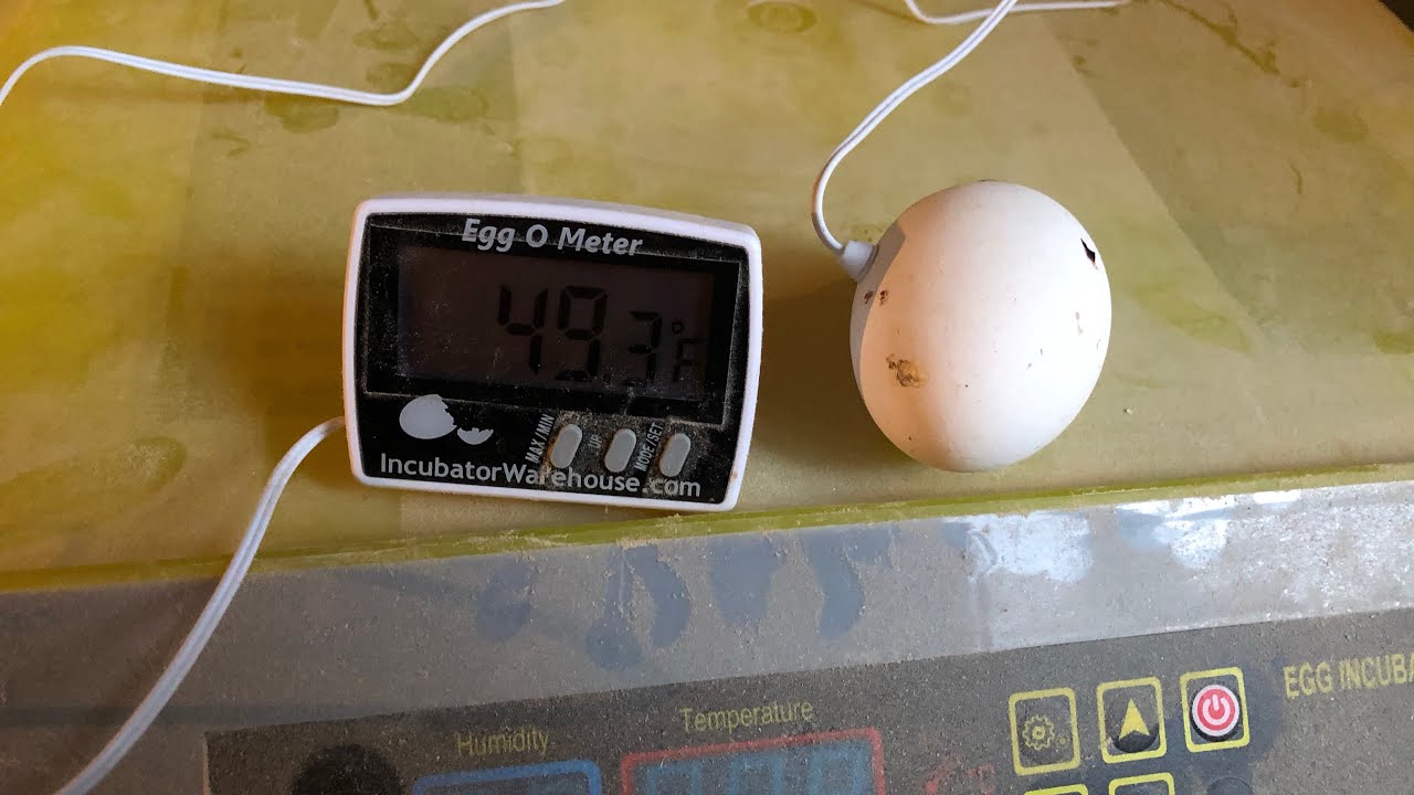 Egg o meter, temperature gauge for your incubator - YouTube
