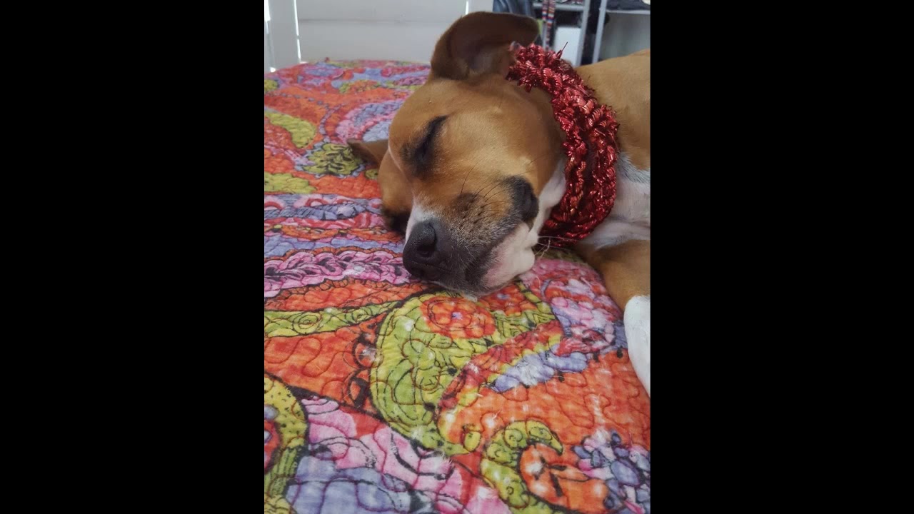 Kipper, Sammy, Tommy, Taylor and Hailey - YouTube