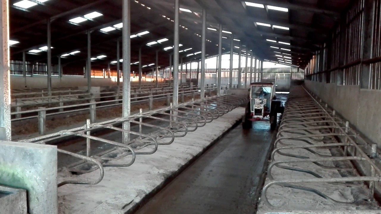 Cleaning my cow barn with david brown 885 - YouTube