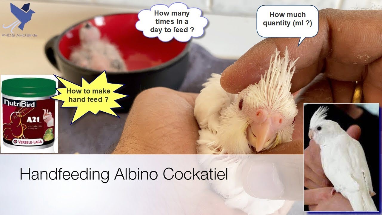 cockatiel bird baby hand feeding | how to breed cockatiel bird | - YouTube