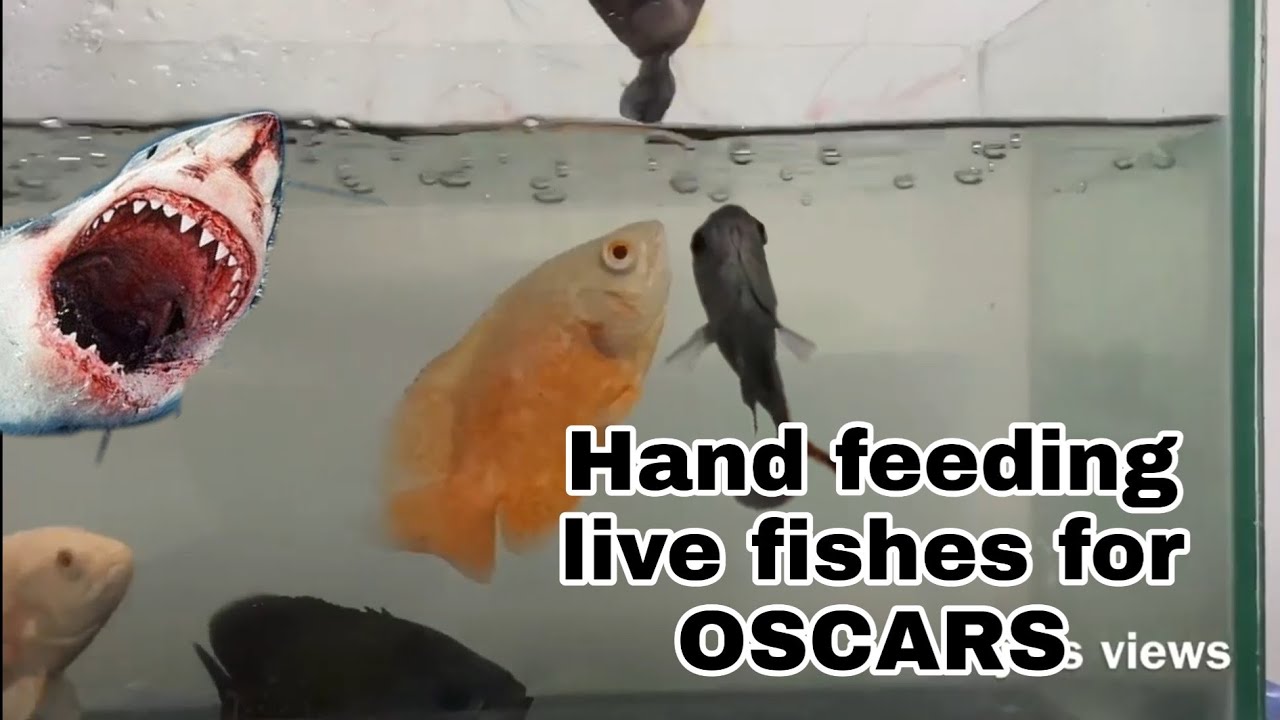Tiger oscar eating fishes | Hand feeding live fish to tiger oscar ...