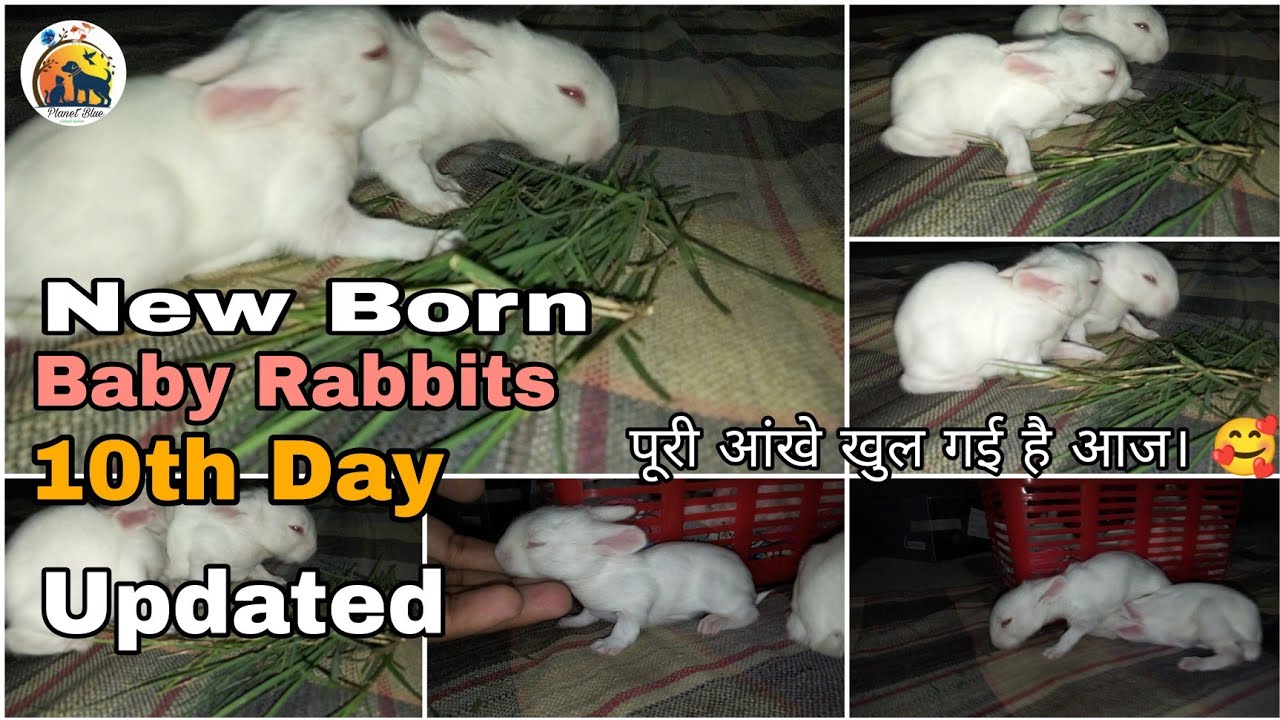 New Born baby rabbit 10th Day update. | Rabbit baby feeding | Rabbit ...