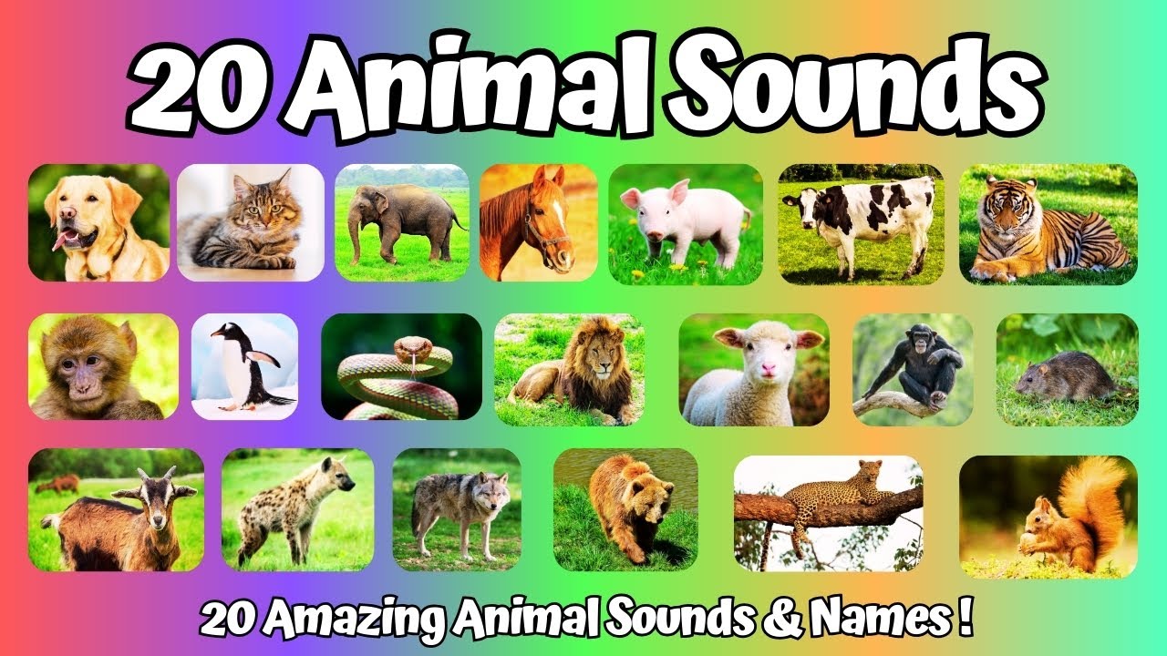 Animal Sounds for Children | 20 Amazing Animal Sounds & Names! - YouTube