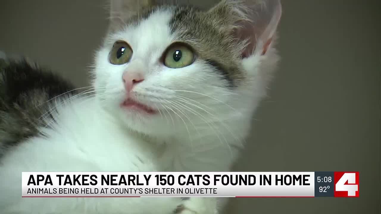 APA rescues over 130 cats during largest hoarding case in history - YouTube