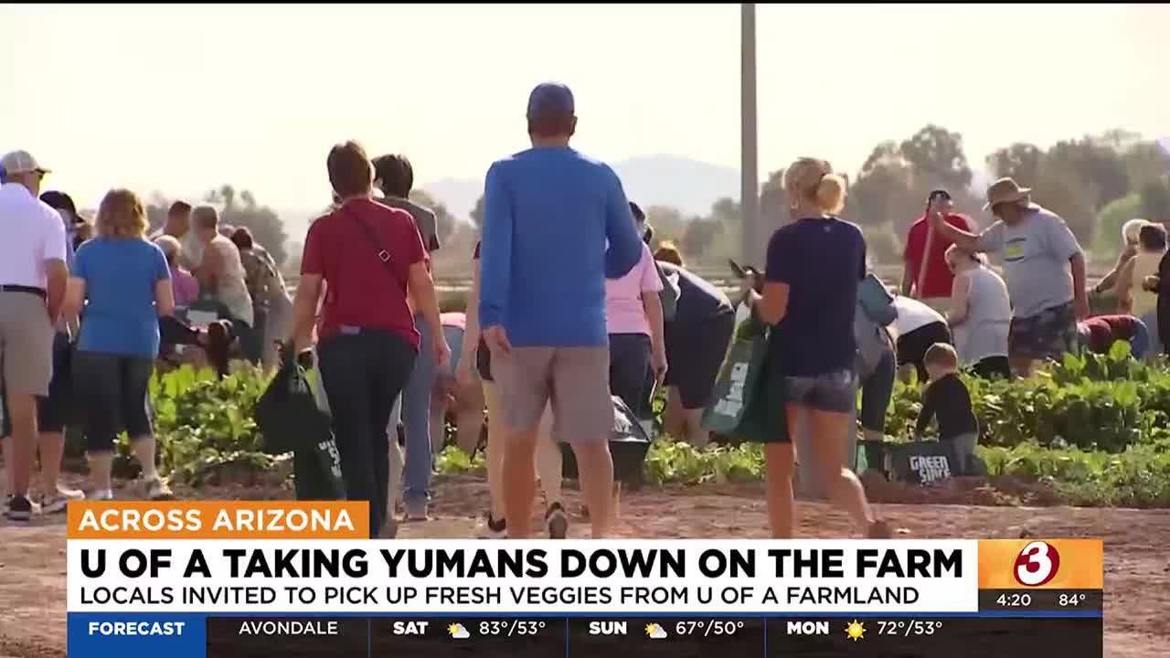 Yuma highlights impact on nation's food supply with vegetable event ...