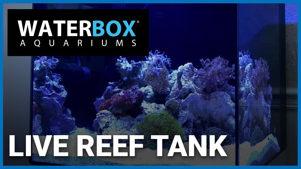 20 Gallon Reef Tank from Waterbox Live - YouTube