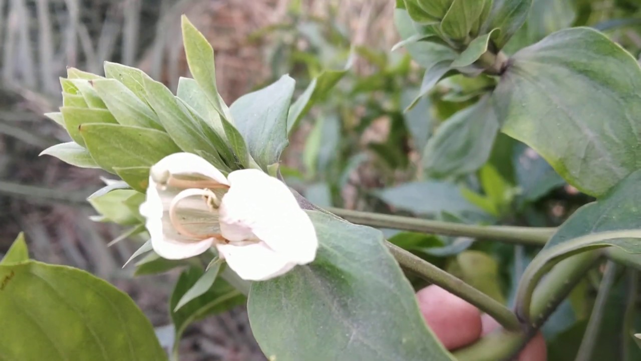 Health Benefits of Adusha ( Adhatoda) - YouTube