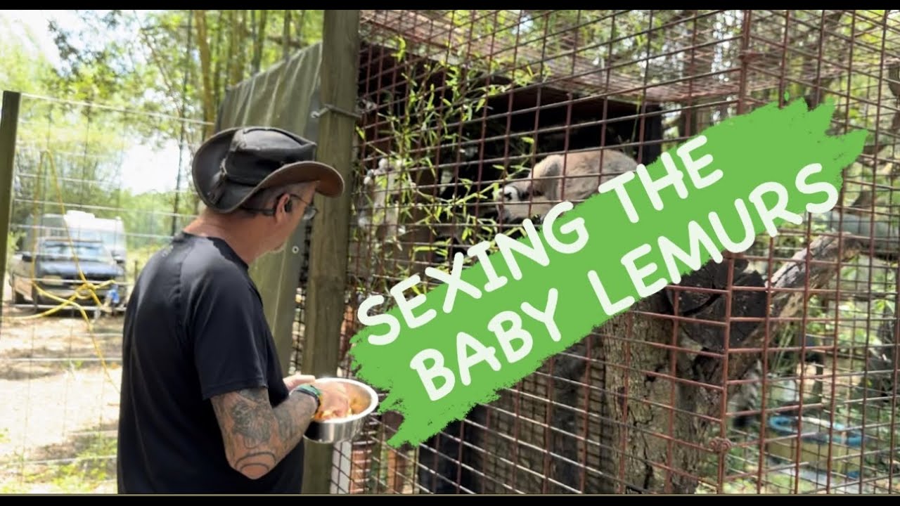 SEXING THE BABY LEMURS - YouTube