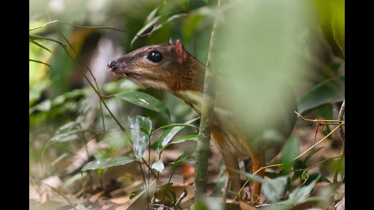 Lesser Mouse deer - YouTube