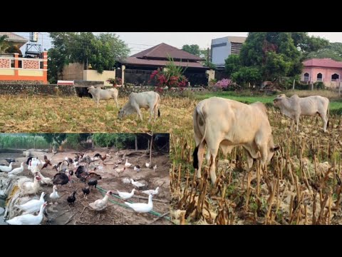 pag aalaga Ng ibat ibang hayop,,, Buhay bukid Buhay probinsya - YouTube