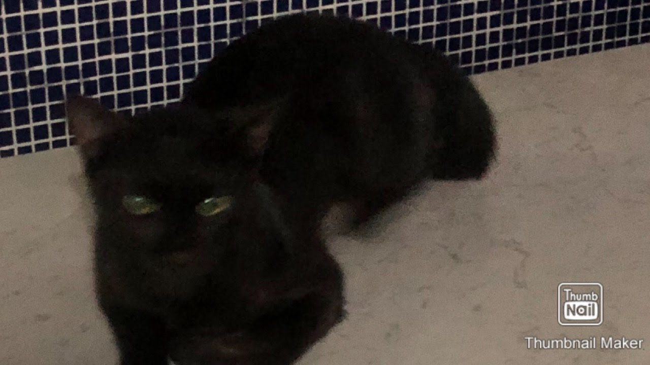 Ang pusang itim sa park|Black cat|@SarahDatoon - YouTube