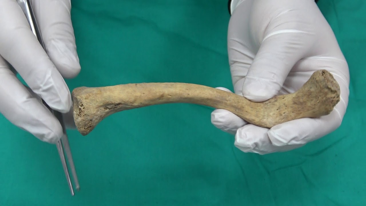 Anatomi Kemikler |Üst taraf Kavşak Kemikleri Os Clavicula Anatomisi ...